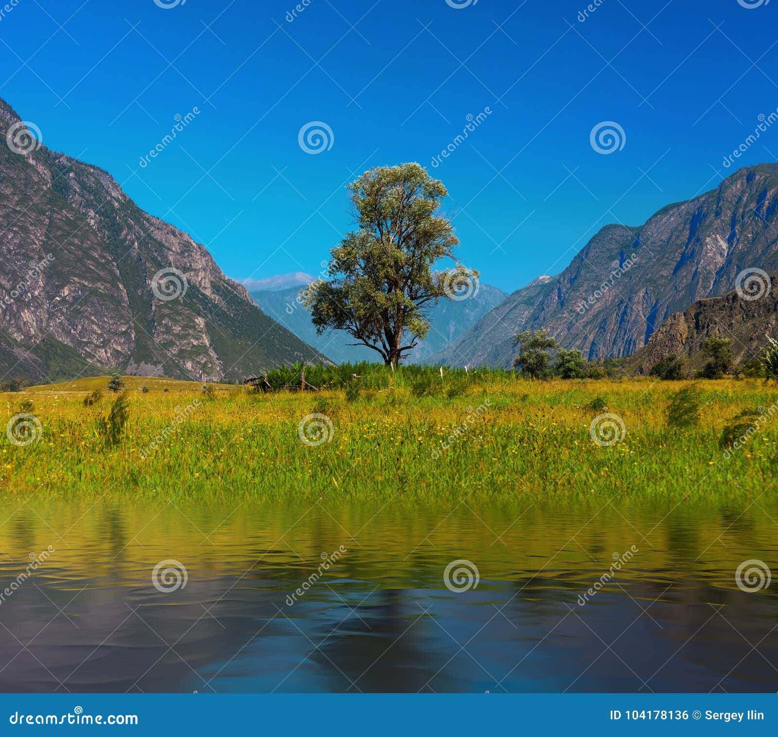 Lonely Tree in Mountains. Altai Russia Stock Photo - Image of alpine ...