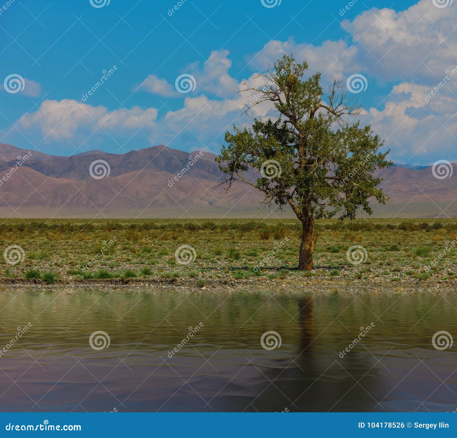 Lonely Tree in Mountains. Mongolia Stock Photo - Image of river ...