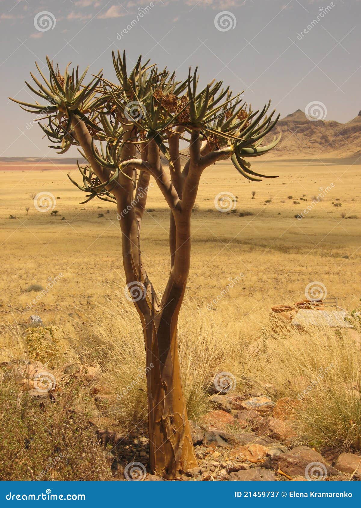 Lonely Tree in Namibian Desert Stock Image - Image of sossusvlei ...
