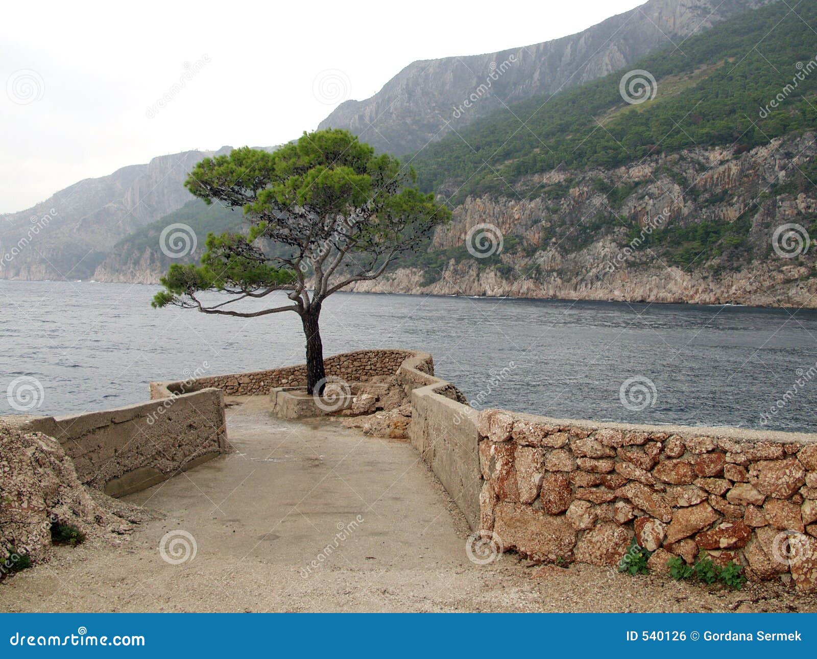 Lonely tree near the sea stock photo. Image of mountain - 540126