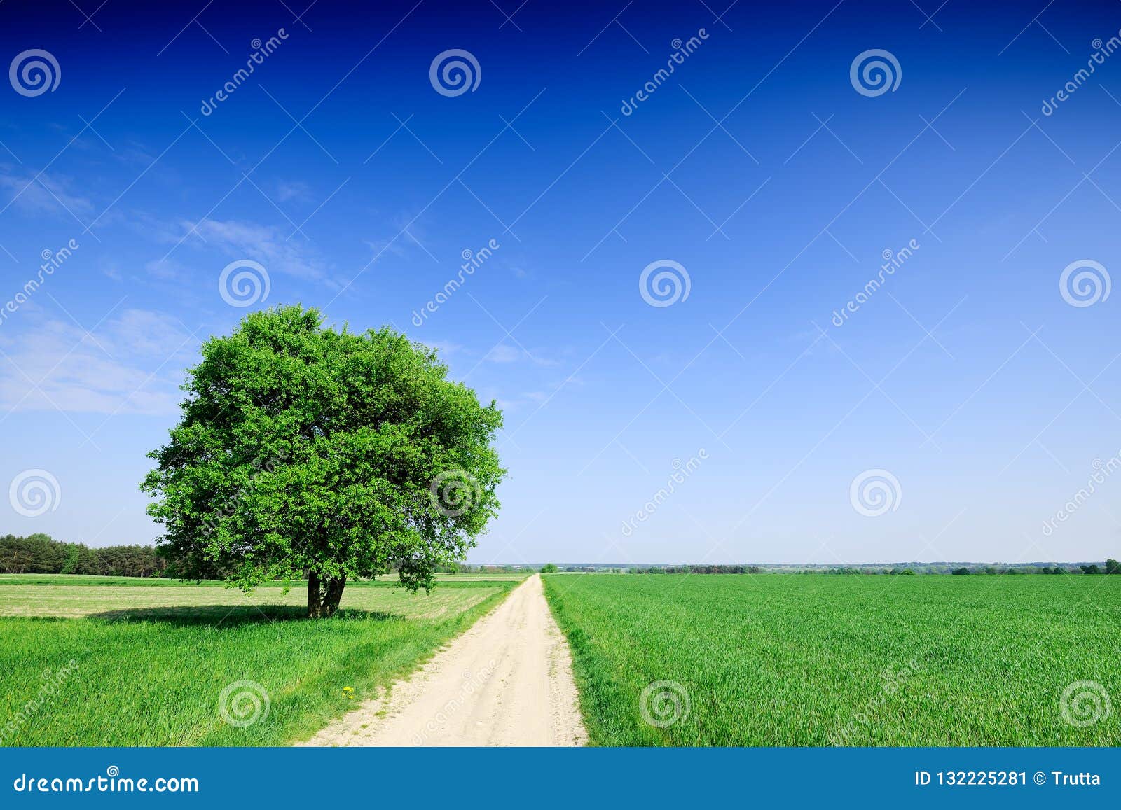 Lonely Tree Next To a Rural Road Running among Green Fields Stock Image ...
