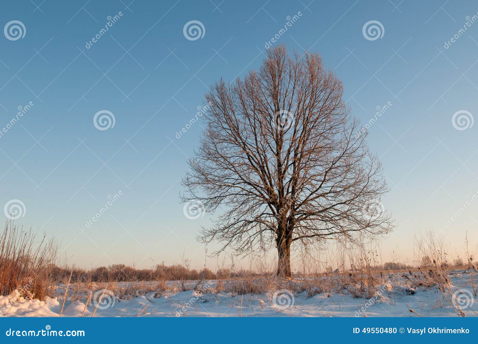 Lonely tree stock photo. Image of blue, lonely, cold - 49550480