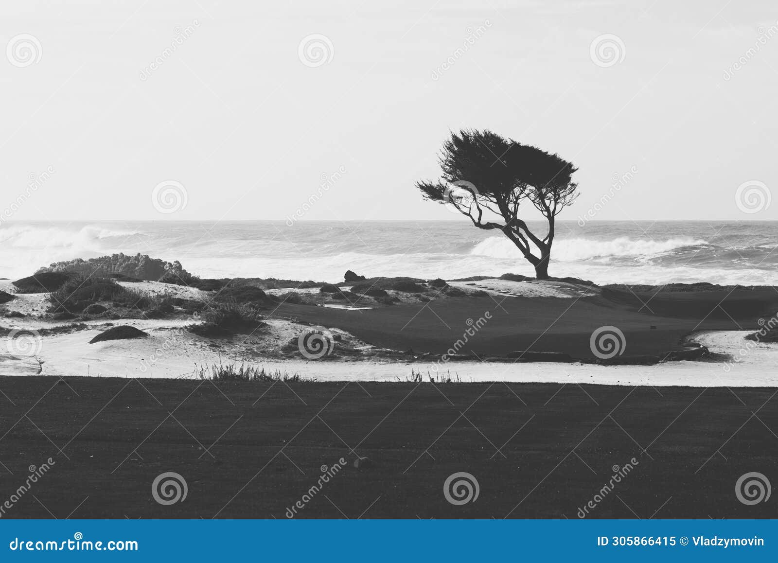 Lonely Tree on the Ocean Beach in Black and White Stock Image - Image ...