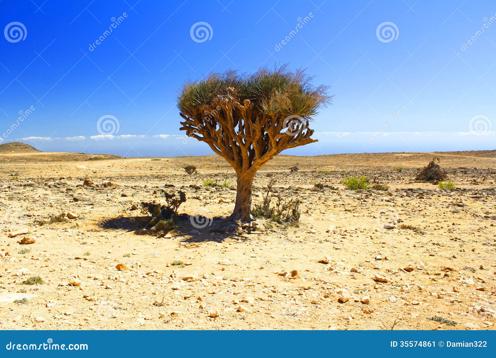 Lonely Tree in the Omani Desert Stock Image - Image of kings, national ...