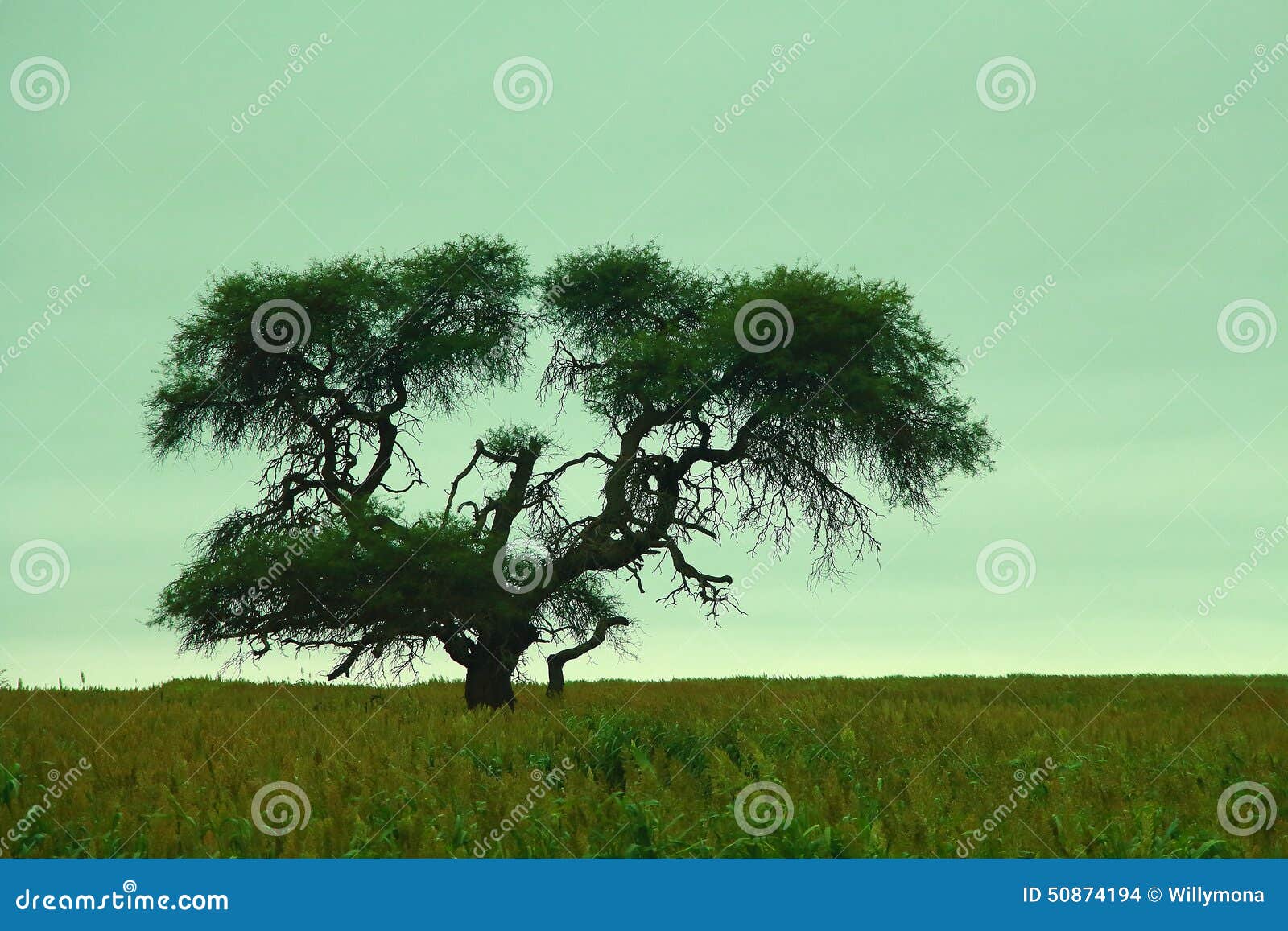 Lonely tree stock photo. Image of alone, tree, plant - 50874194