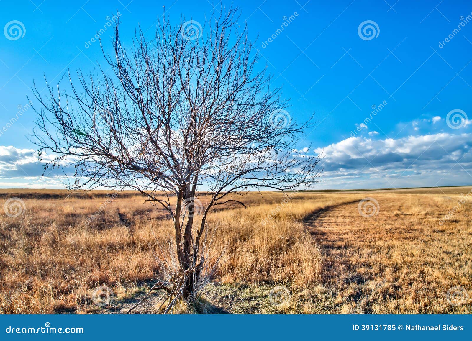 Lonely Tree in an Open Field Stock Image - Image of light, solitary ...