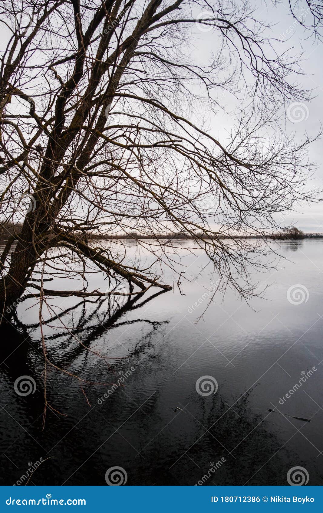 Lonely tree over the lake stock photo. Image of mystical - 180712386