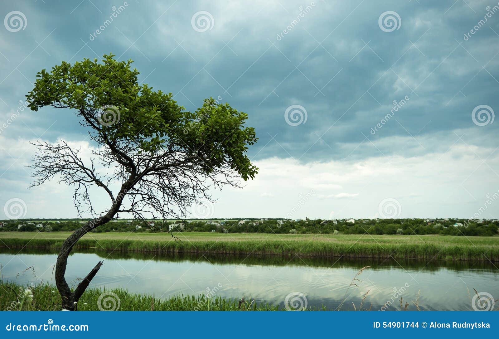 Lonely tree over the river stock photo. Image of cloudy - 54901744