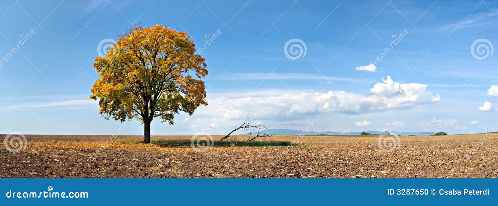 Lonely tree panorama stock photo. Image of farm, colorful - 3287650