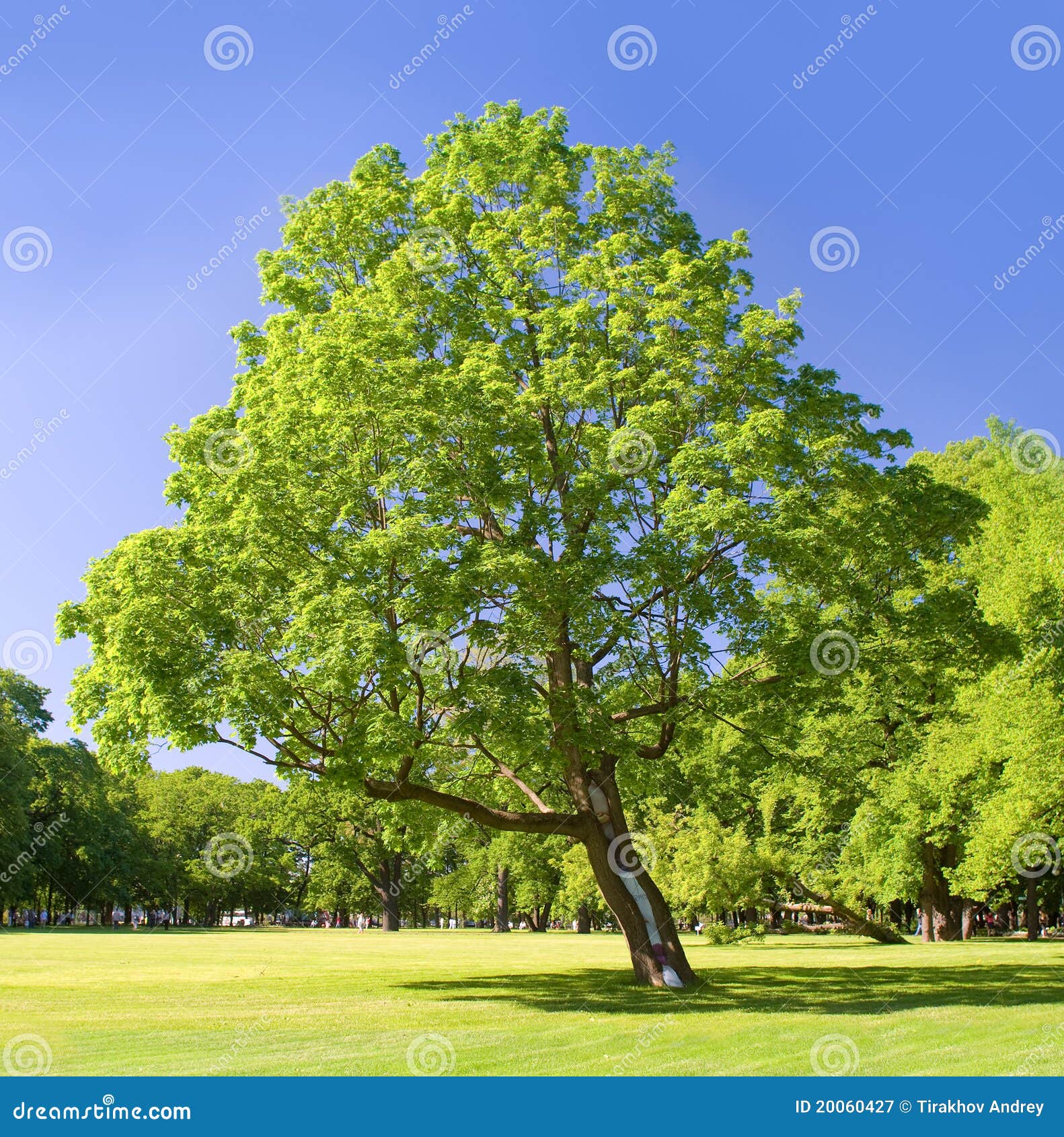 Lonely tree in the park stock image. Image of branch - 20060427