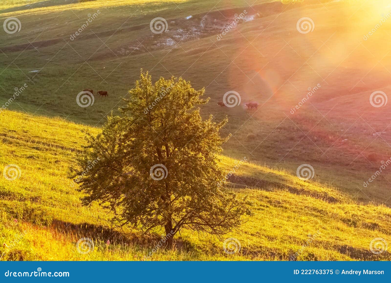 A Lonely Tree in a Pasture among the Hills in the Glare of the Setting ...