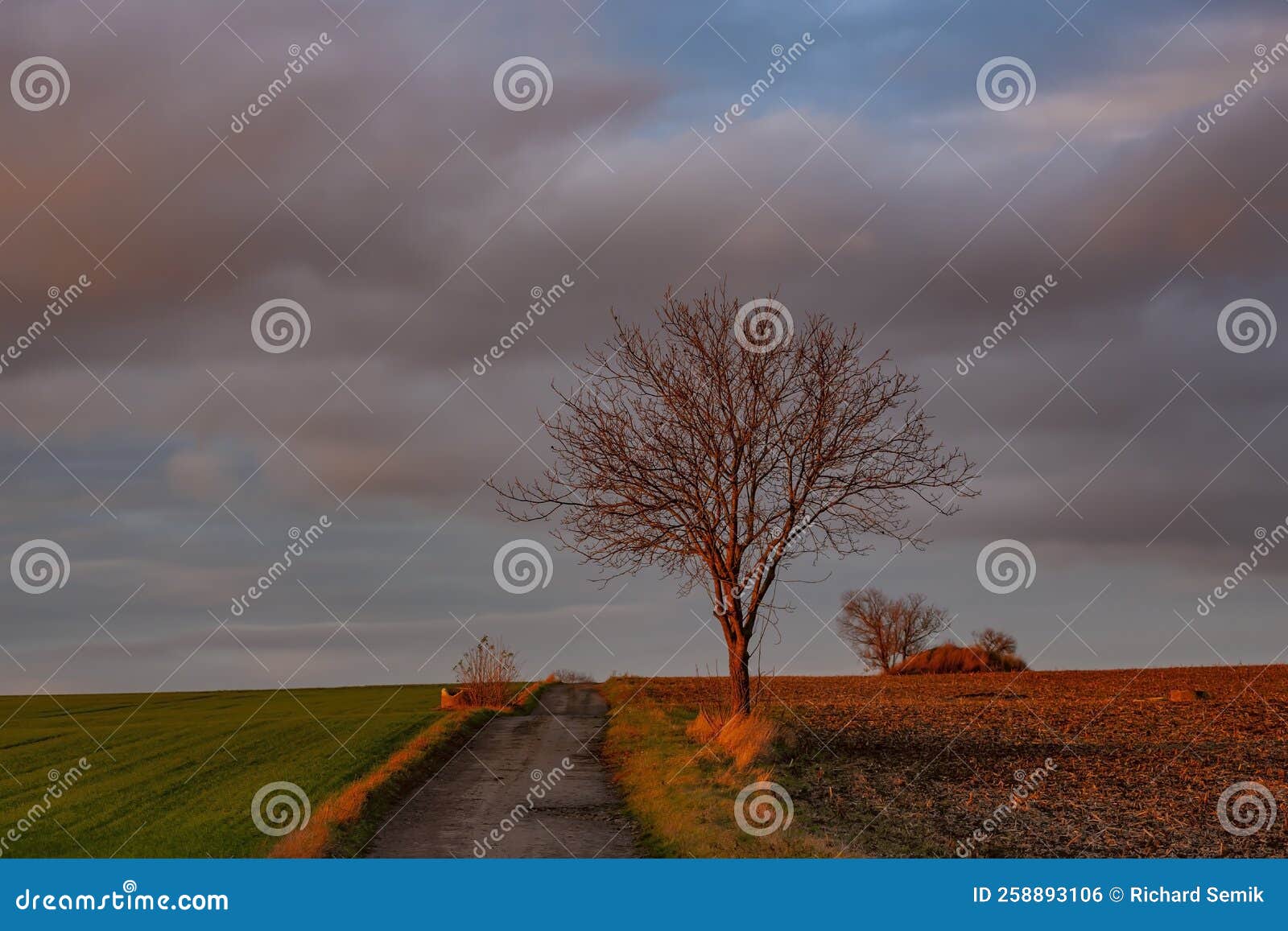 Lonely Tree with Path during Sunset Stock Photo - Image of countryside ...