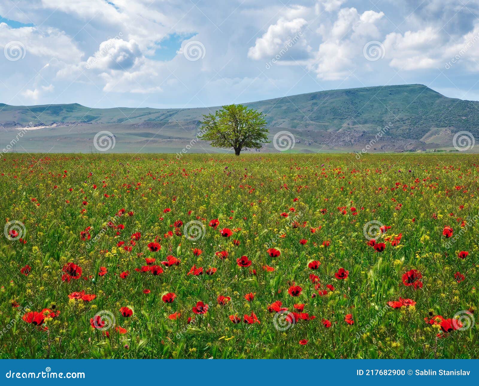 Lonely Tree in a Poppy Field in the Spring Stock Photo - Image of area ...