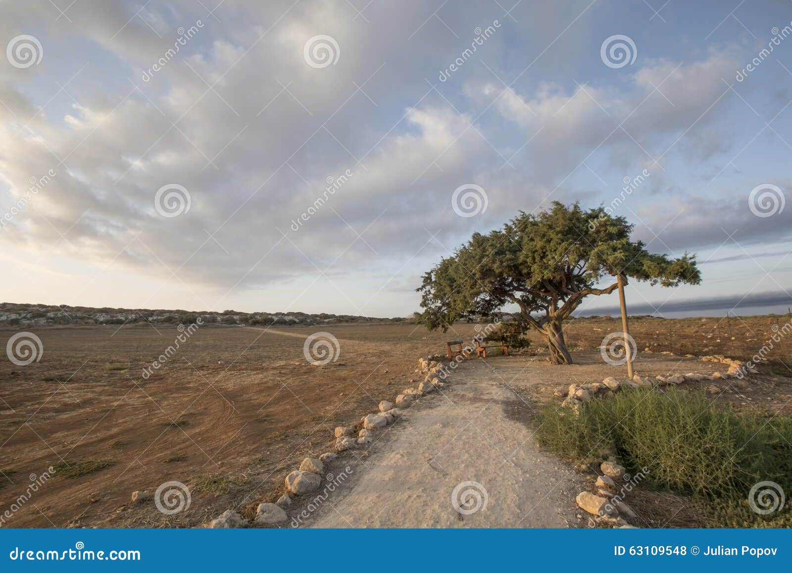 Lonely tree stock photo. Image of landscape, horizontal - 63109548