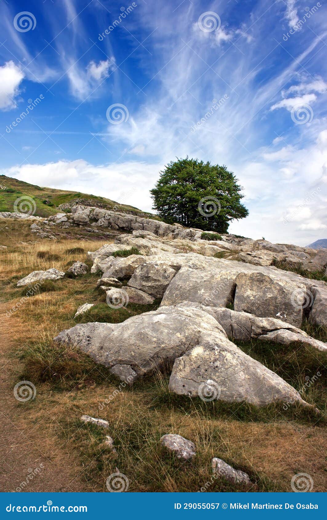 A lonely tree in Pyrenees stock image. Image of tree - 29055057