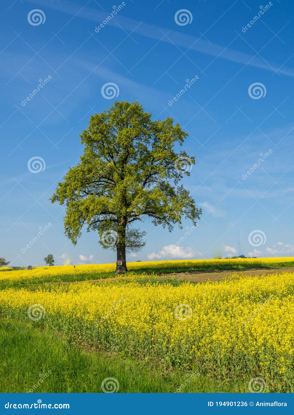 Baum Tree Feld Stock Photos - Free & Royalty-Free Stock Photos from ...