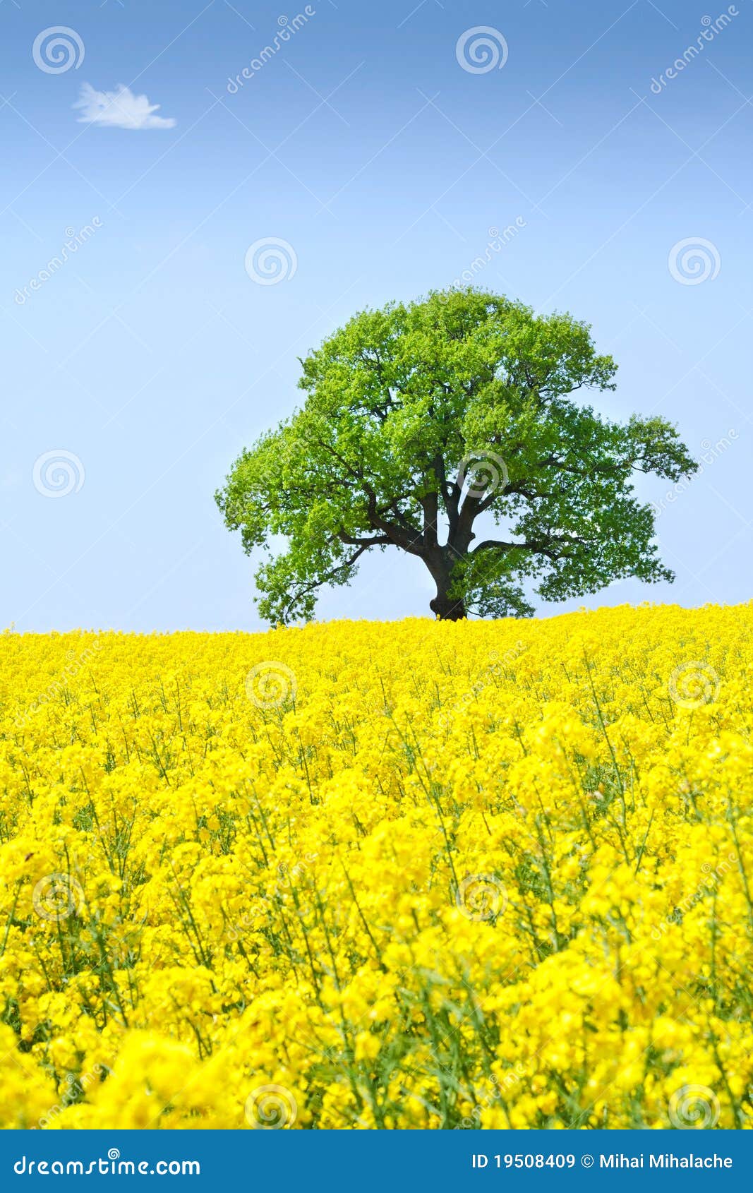 Lonely Tree in a Field Under Clear Sky Stock Image - Image of canola ...