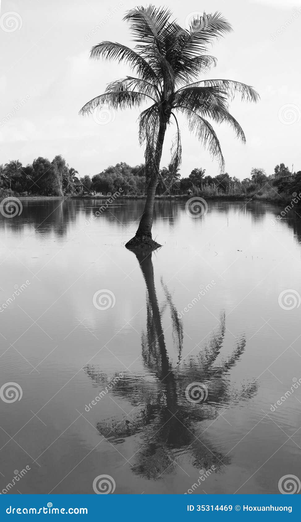 Lonely Tree Reflect on Water Stock Image - Image of rural, landscape ...