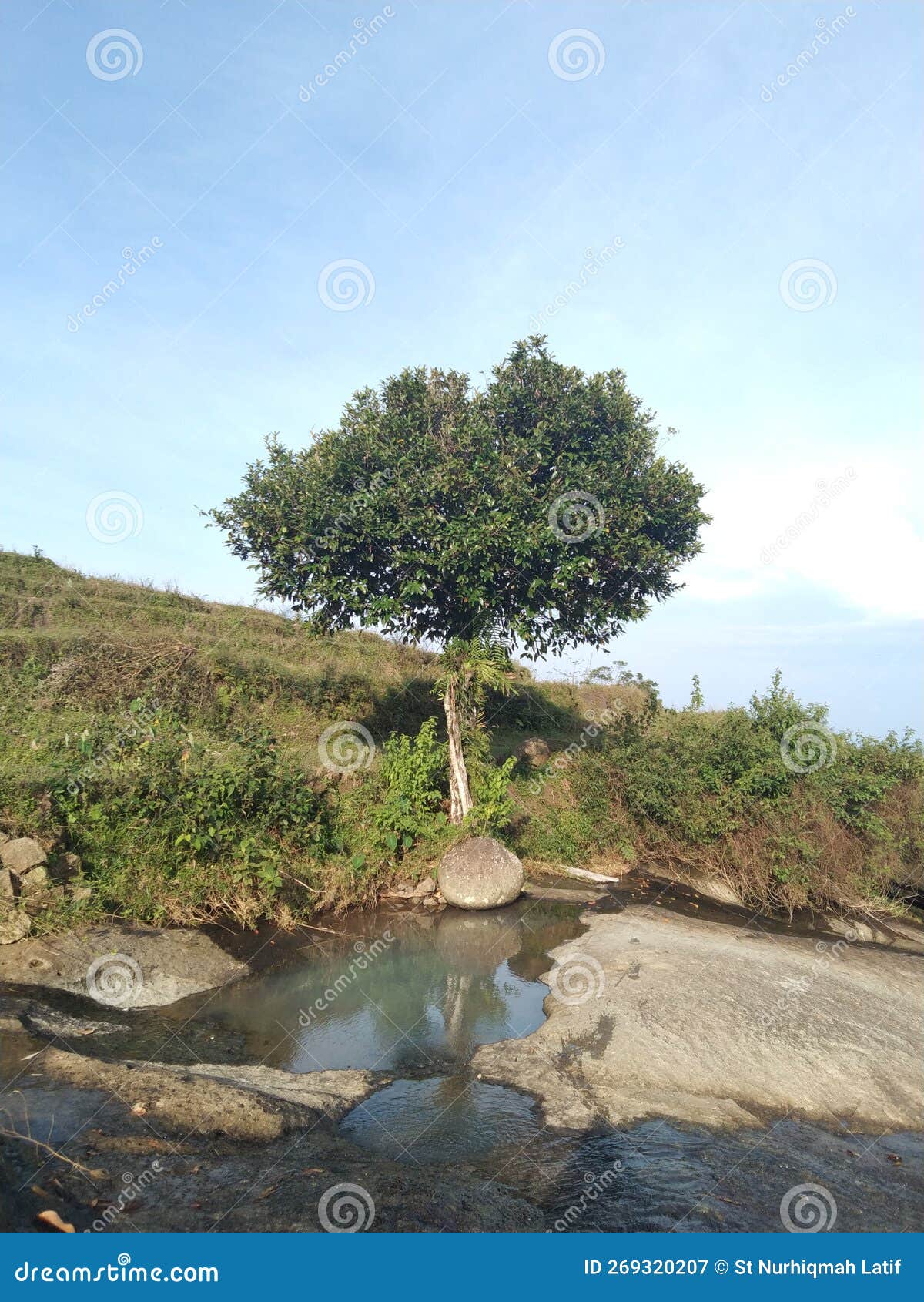 The Lonely Tree in the River Stock Image - Image of lonely, nature ...