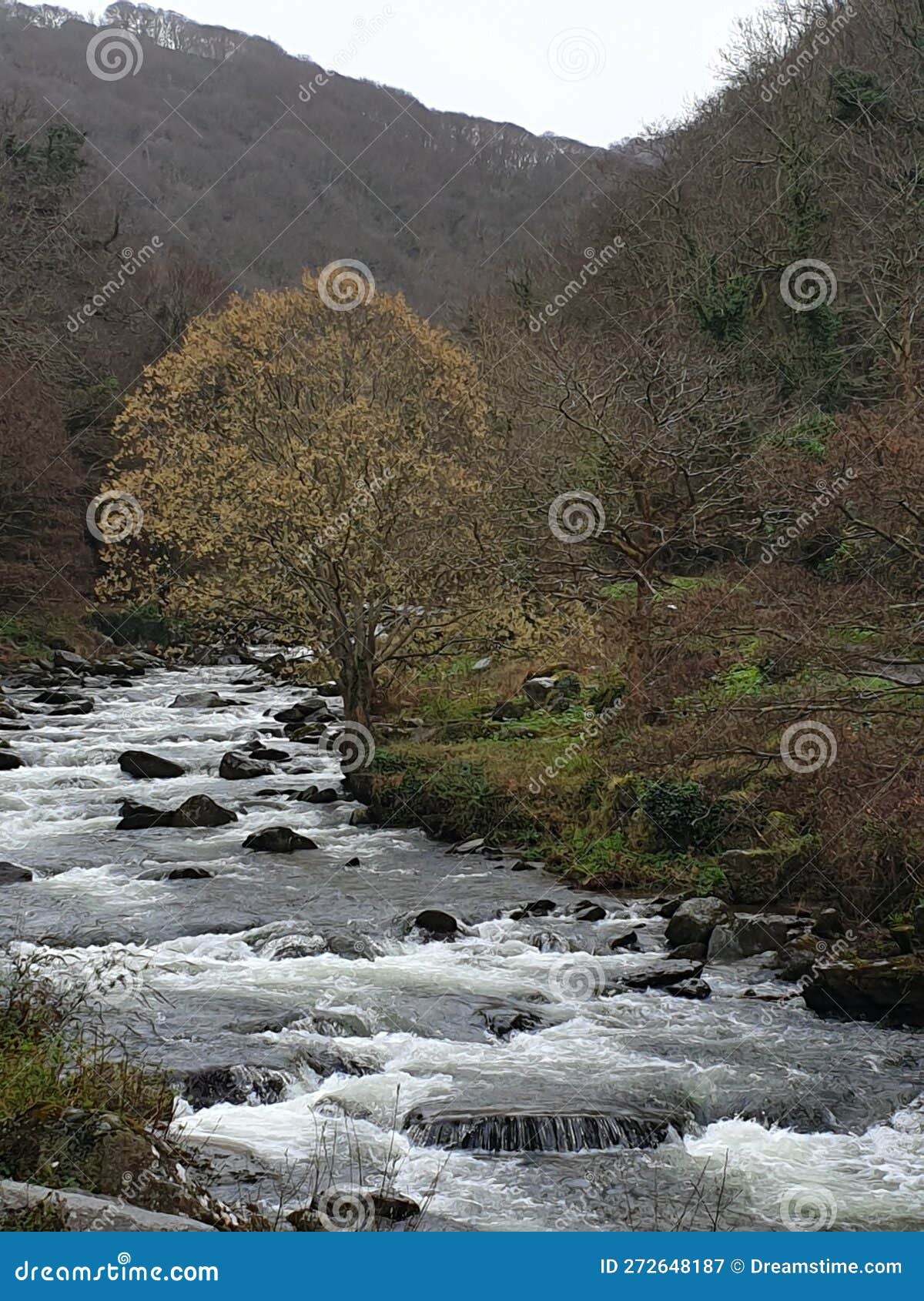 The Lonely Tree beside the River Stock Image - Image of waterfall ...
