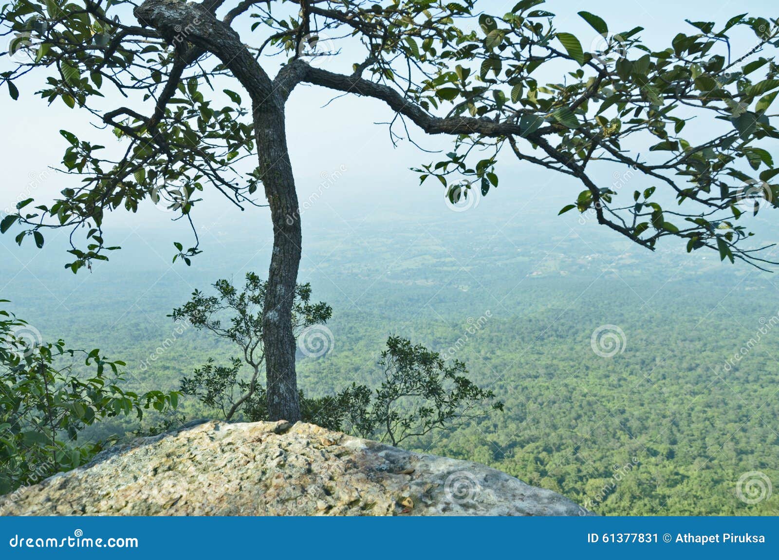 Lonely Tree and Rock on the Cliff Stock Image - Image of lonely, tree ...
