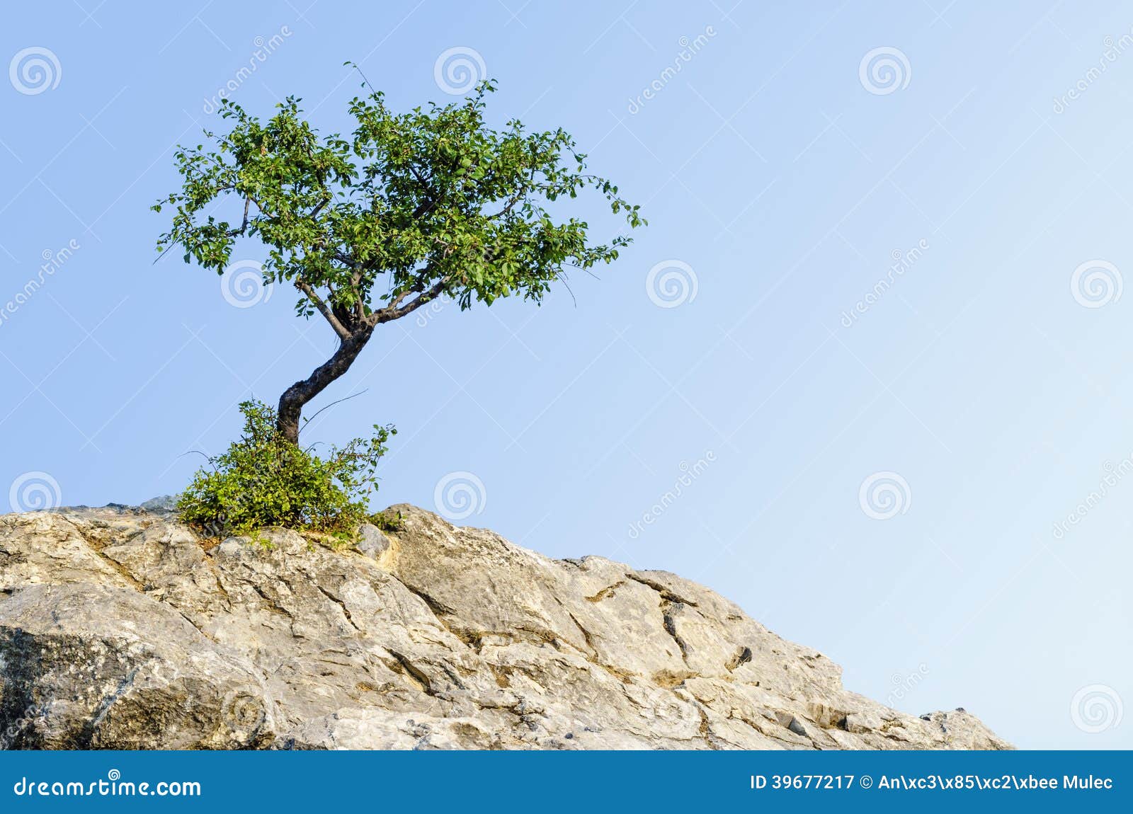 Lonely tree on a rock stock image. Image of nature, rough - 39677217