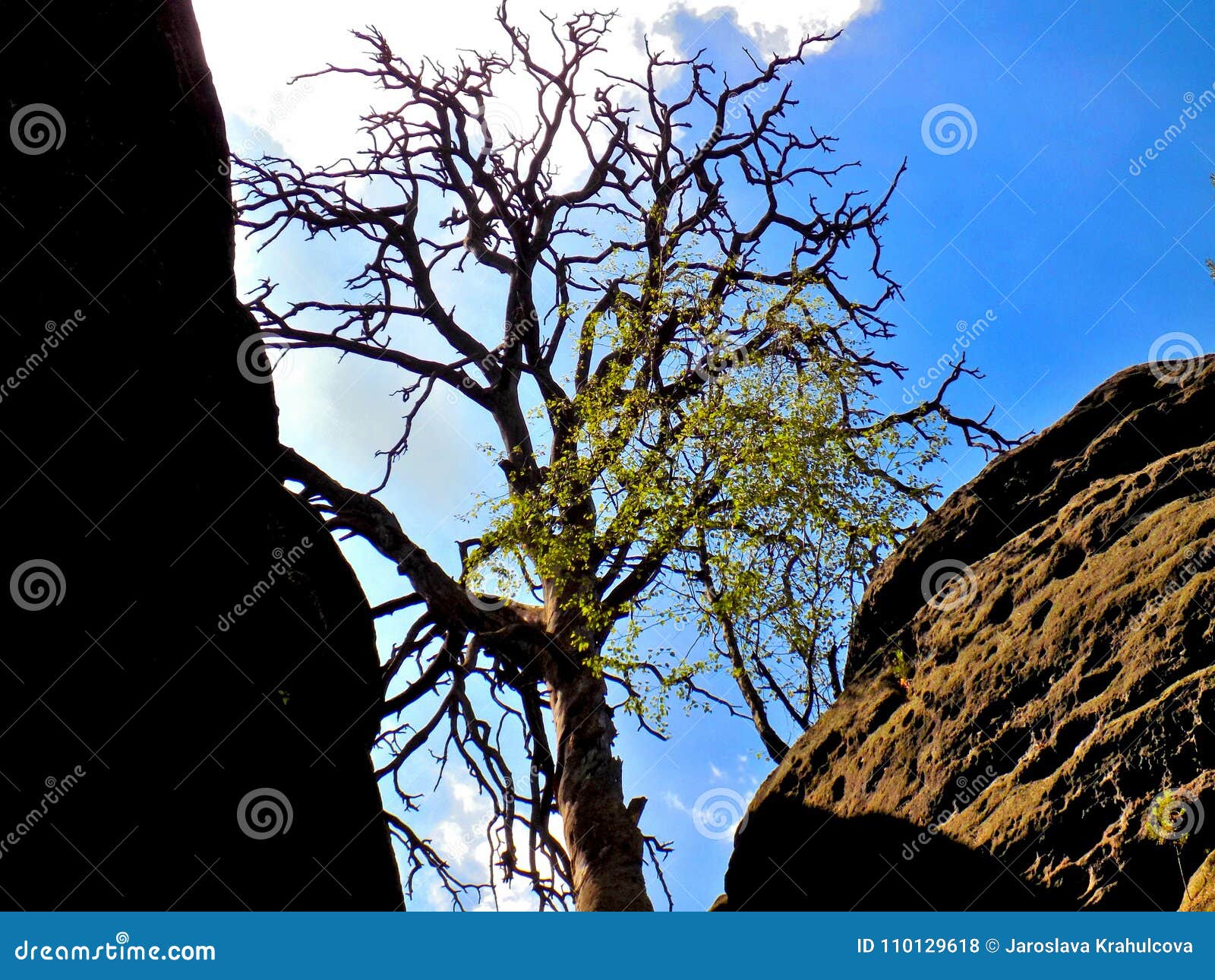 Lonely Tree between Rocks during Sunny Day Stock Photo - Image of ...