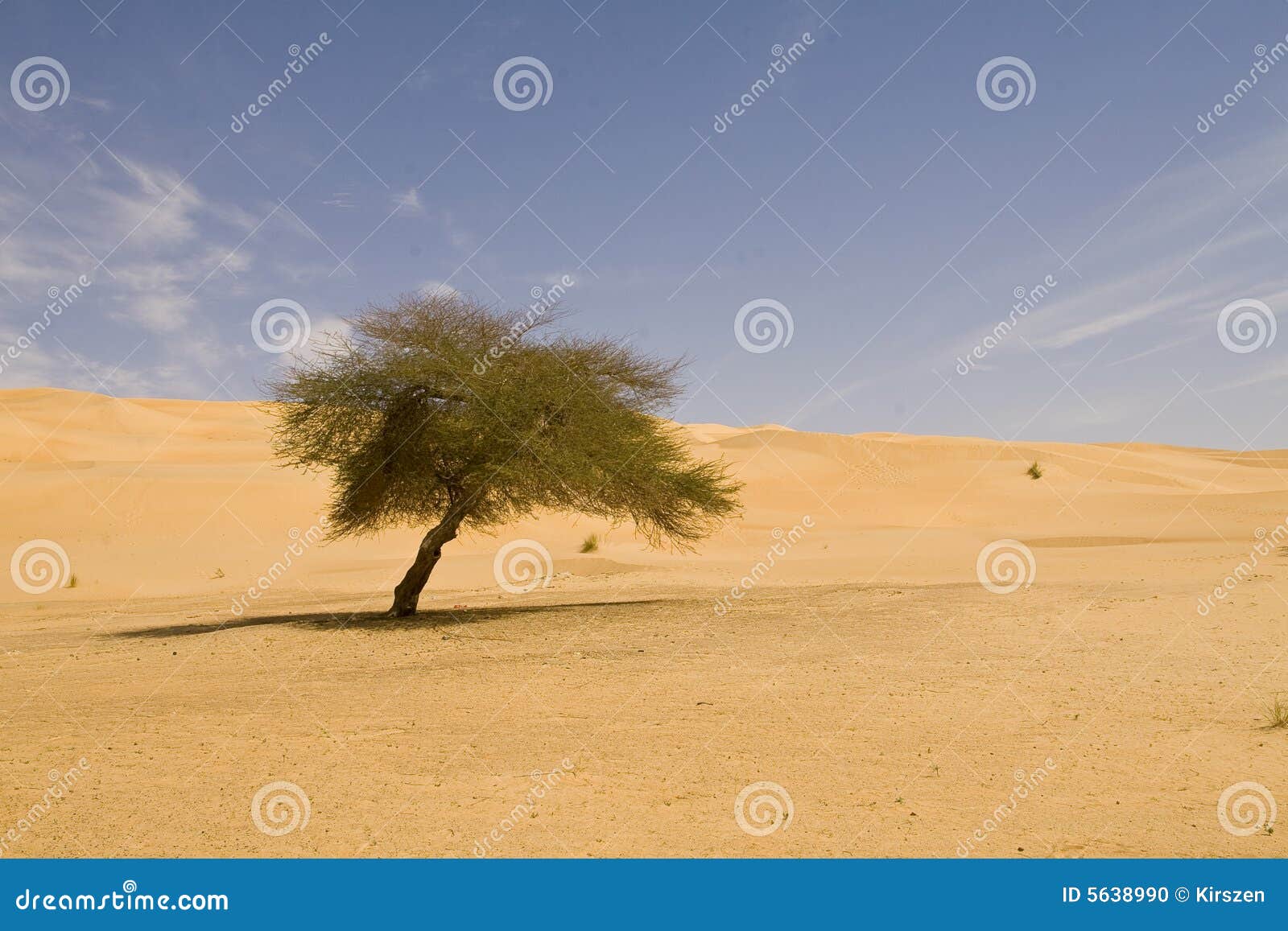 Lonely tree on Sahara stock photo. Image of sahara, tree - 5638990