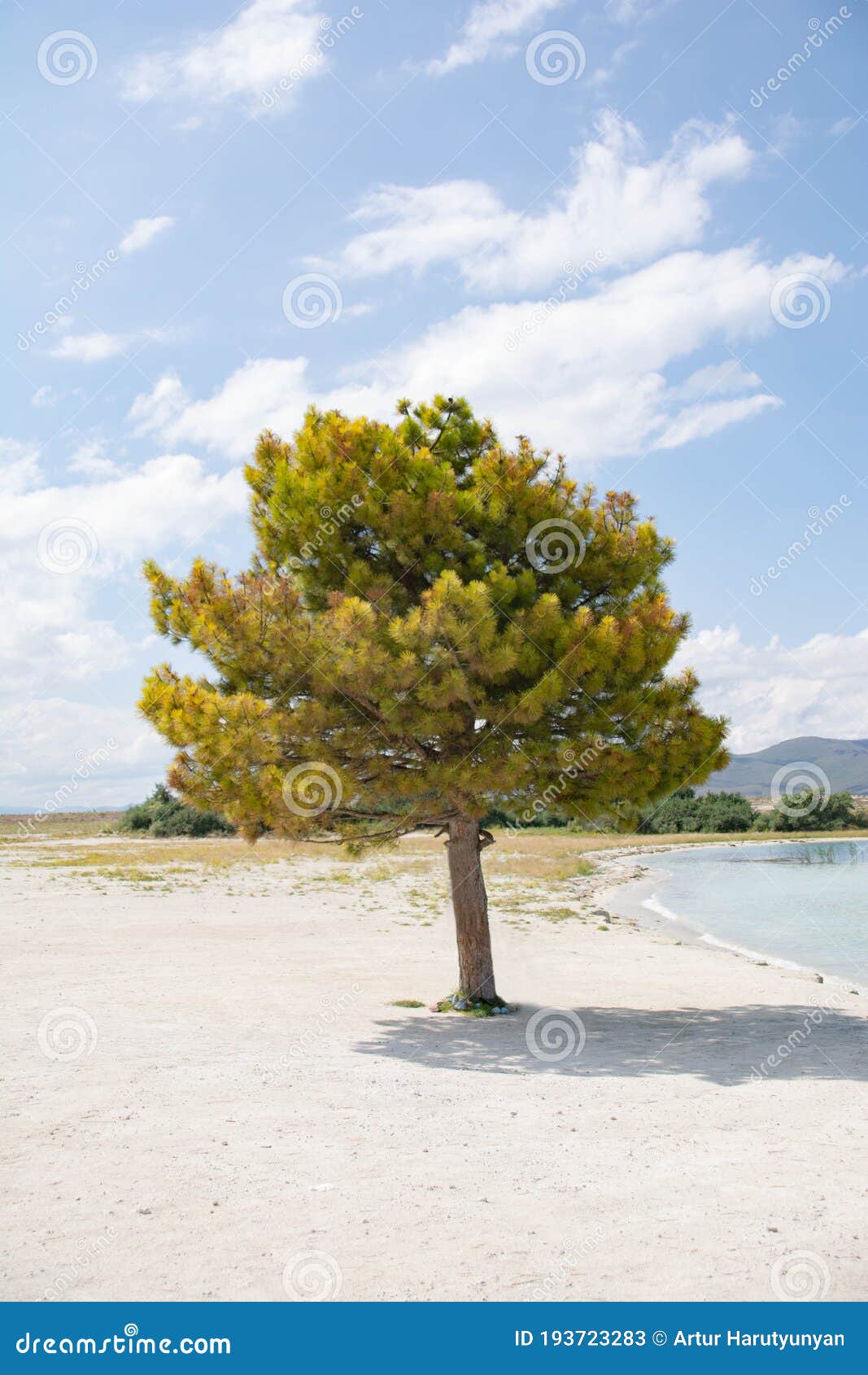 Lonely tree by the sea stock image. Image of middle - 193723283