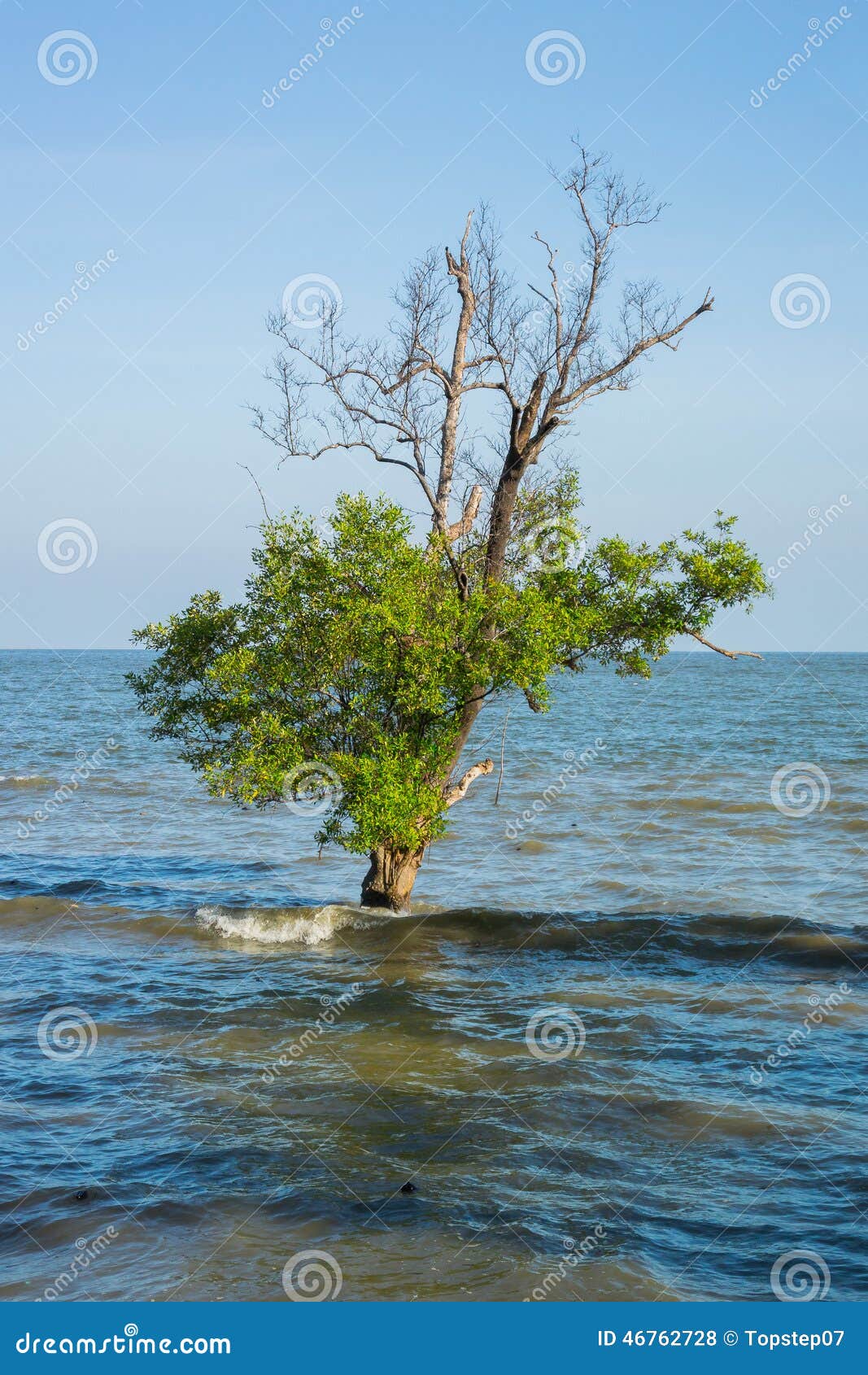 Lonely tree in the sea stock photo. Image of trees, waves - 46762728