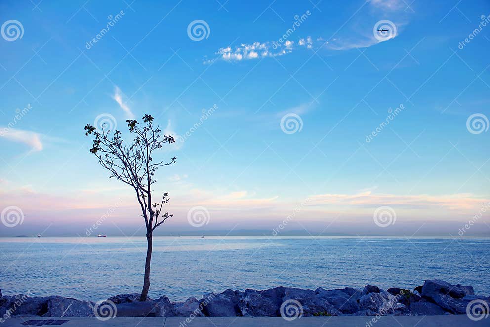 Lonely tree at the seaside stock image. Image of travel - 53860823