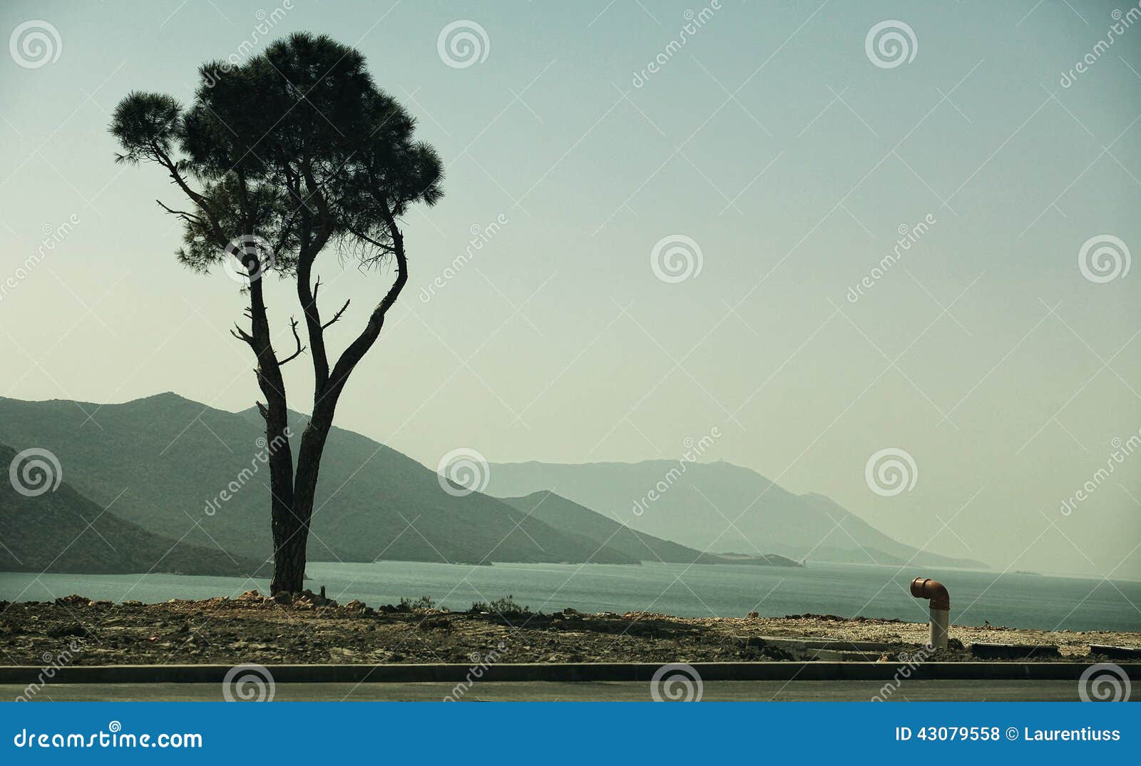 Lonely tree on seaside. stock photo. Image of clear, fjord - 43079558