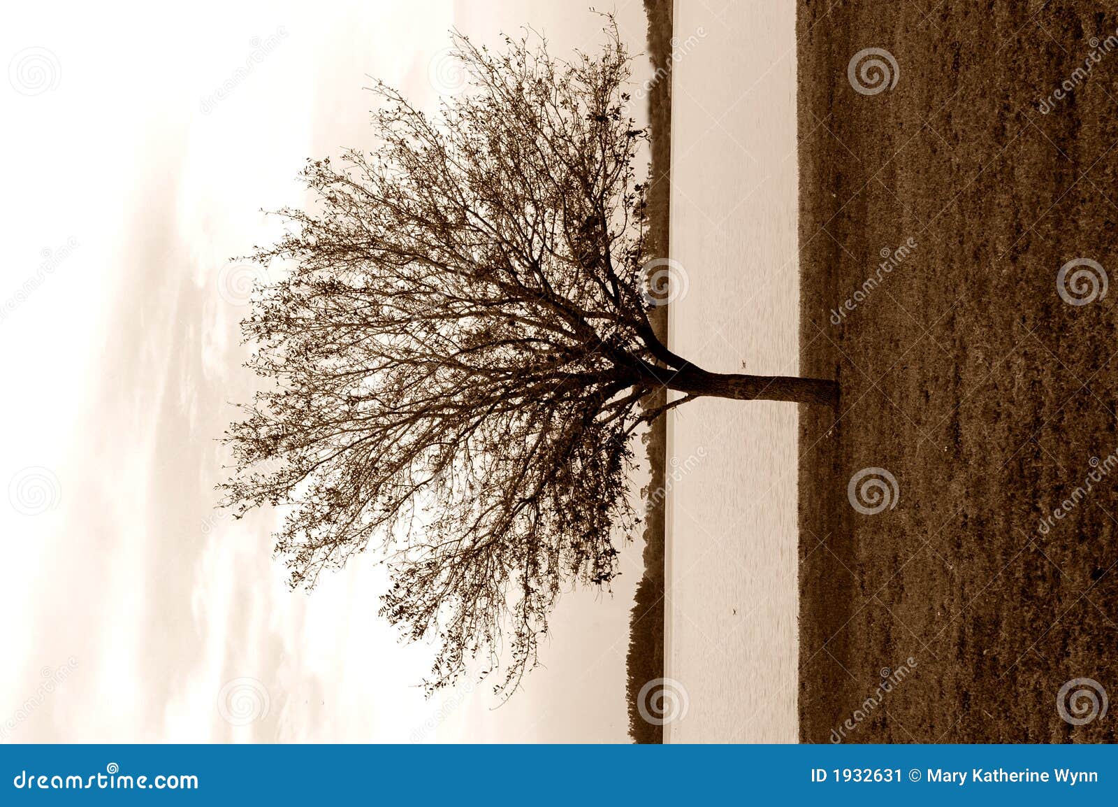 Lonely tree sepia stock image. Image of sepia, fall, lonely - 1932631