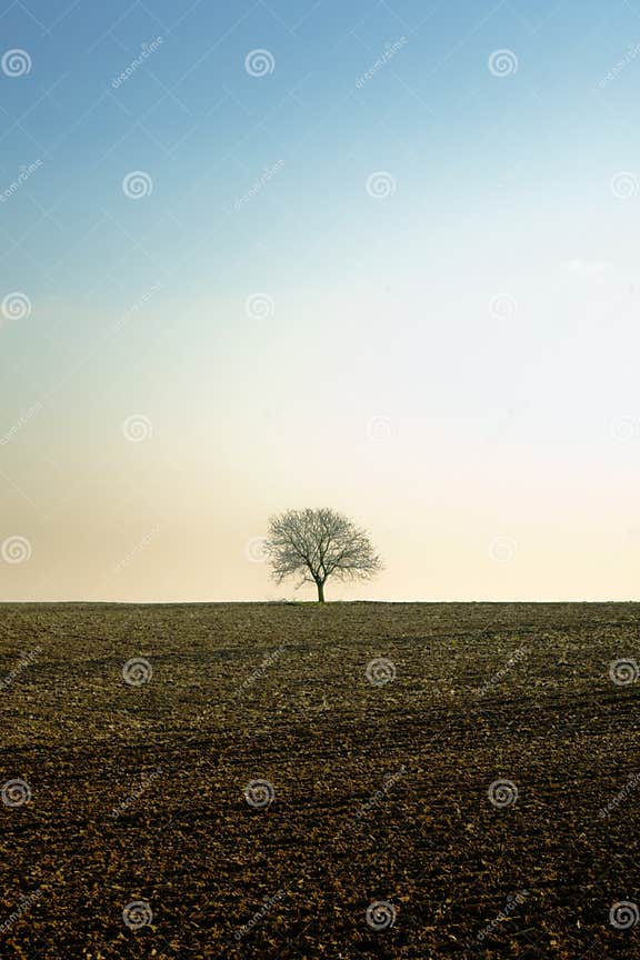 Lonely tree stock image. Image of ecology, agriculture - 30521287