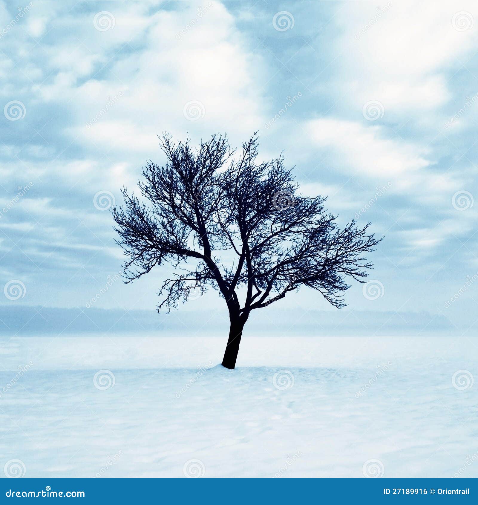 Lonely tree in snow stock photo. Image of beauty, forest - 27189916