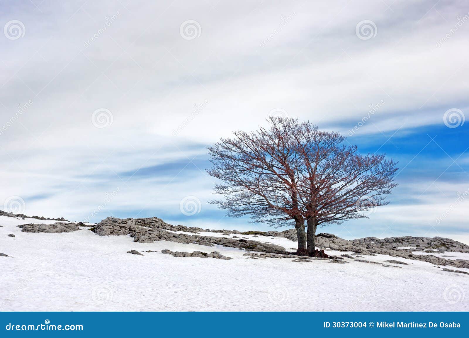 Lonely tree in snow stock photo. Image of field, blue - 30373004