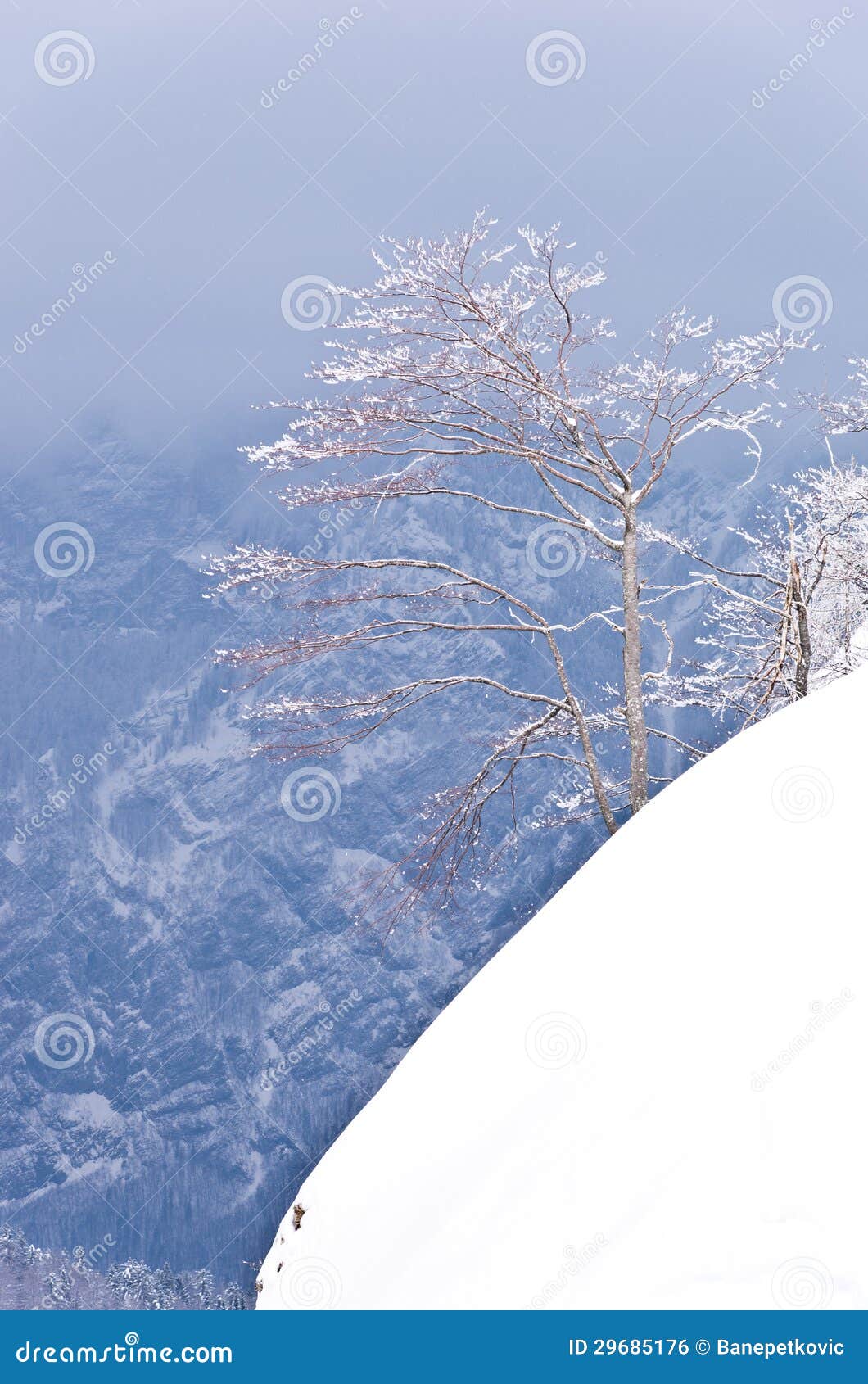 Lonely Tree on a Snowy Cliff Stock Photo - Image of peak, travel: 29685176