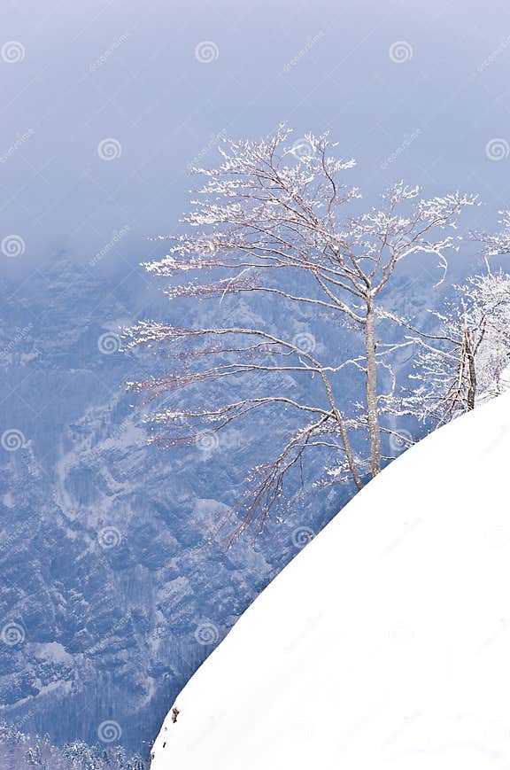 Lonely Tree on a Snowy Cliff Stock Photo - Image of peak, travel: 29685176