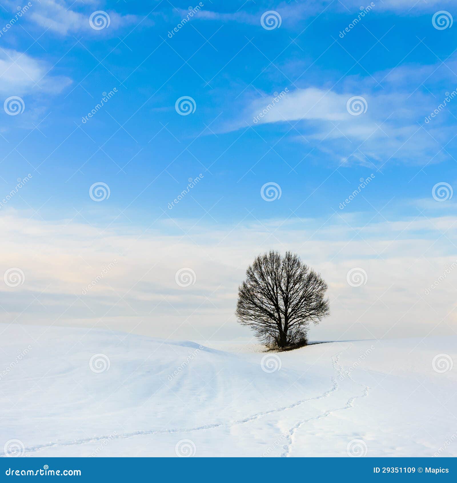 Lonely Tree in Snowy Landscape Stock Image - Image of white, cold: 29351109