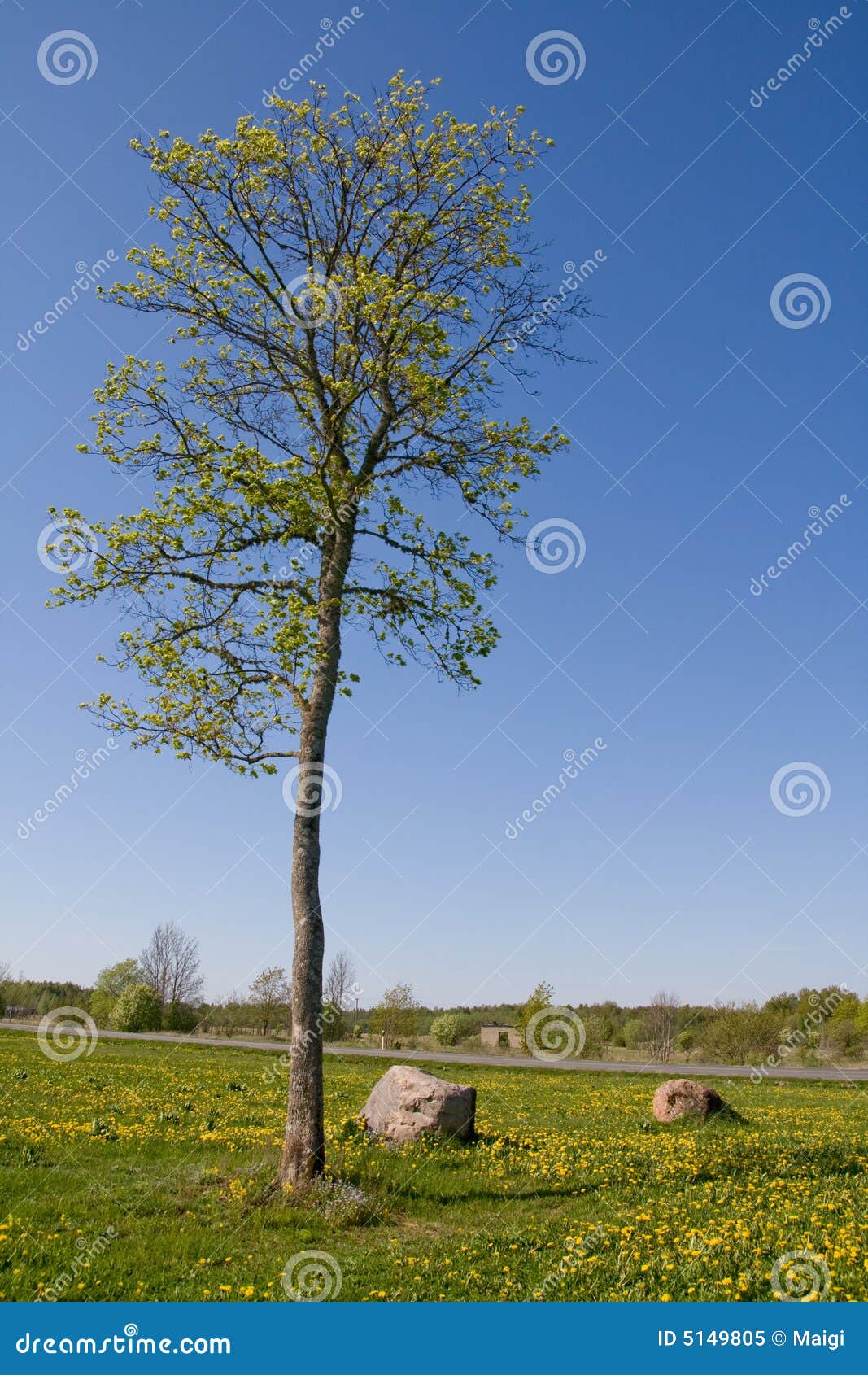 Lonely Tree in Spring stock image. Image of rock, grass - 5149805