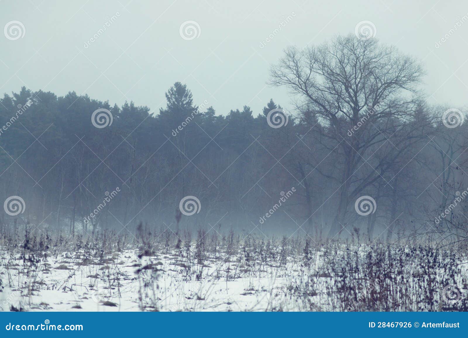 Lonely Tree in the Spring Field with Snow and Mystical Fog Stock Photo ...