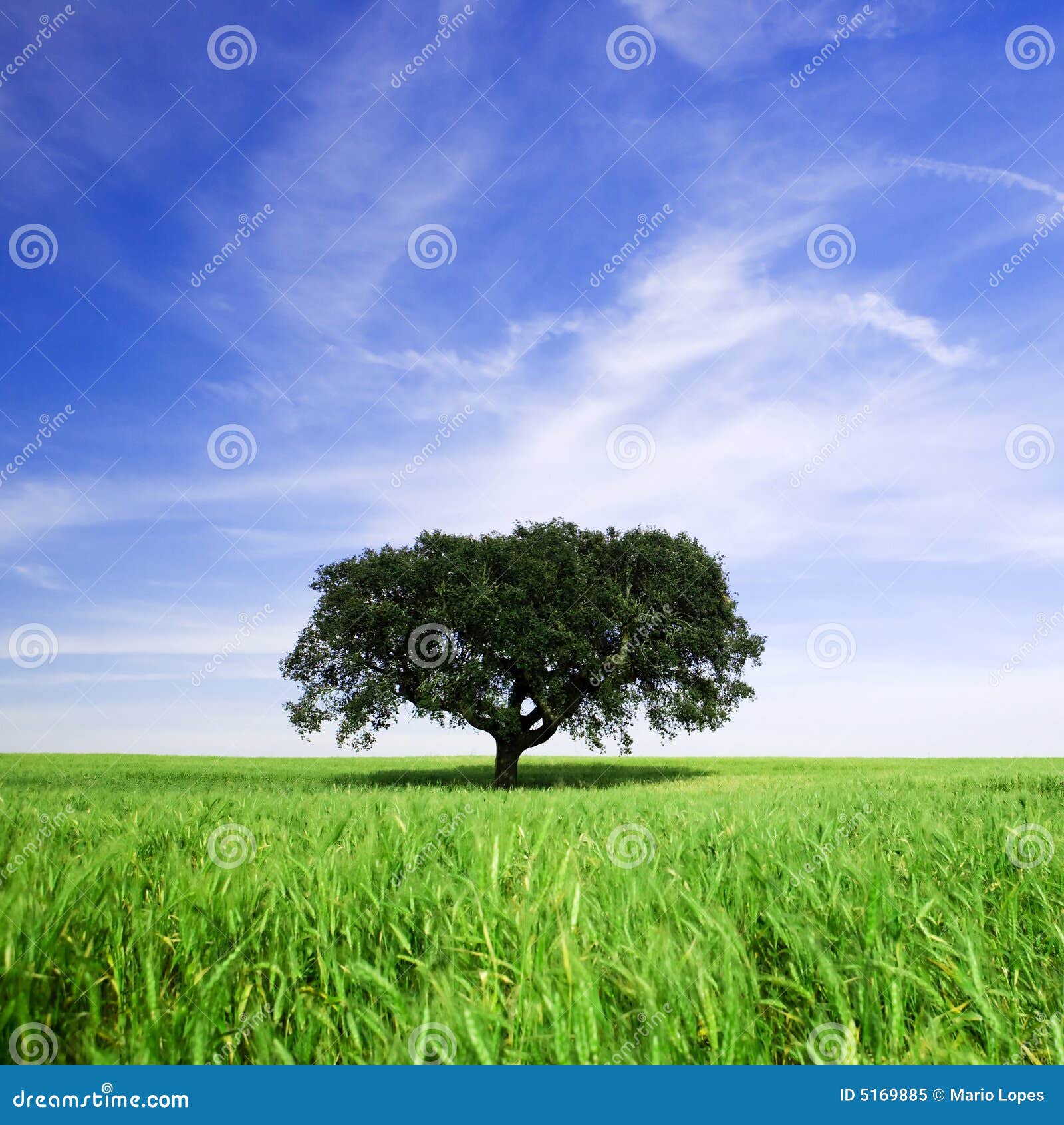 Lonely Tree in Spring Landscape Stock Image - Image of cloudy, farming ...