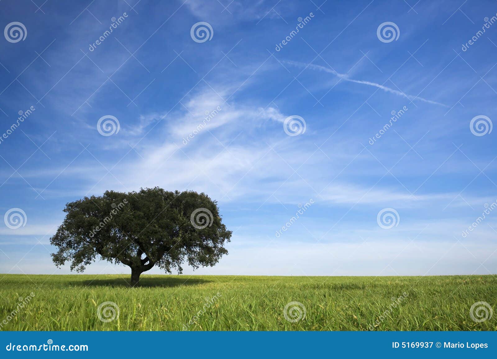 Lonely Tree In Spring Landscape Picture. Image: 5169937