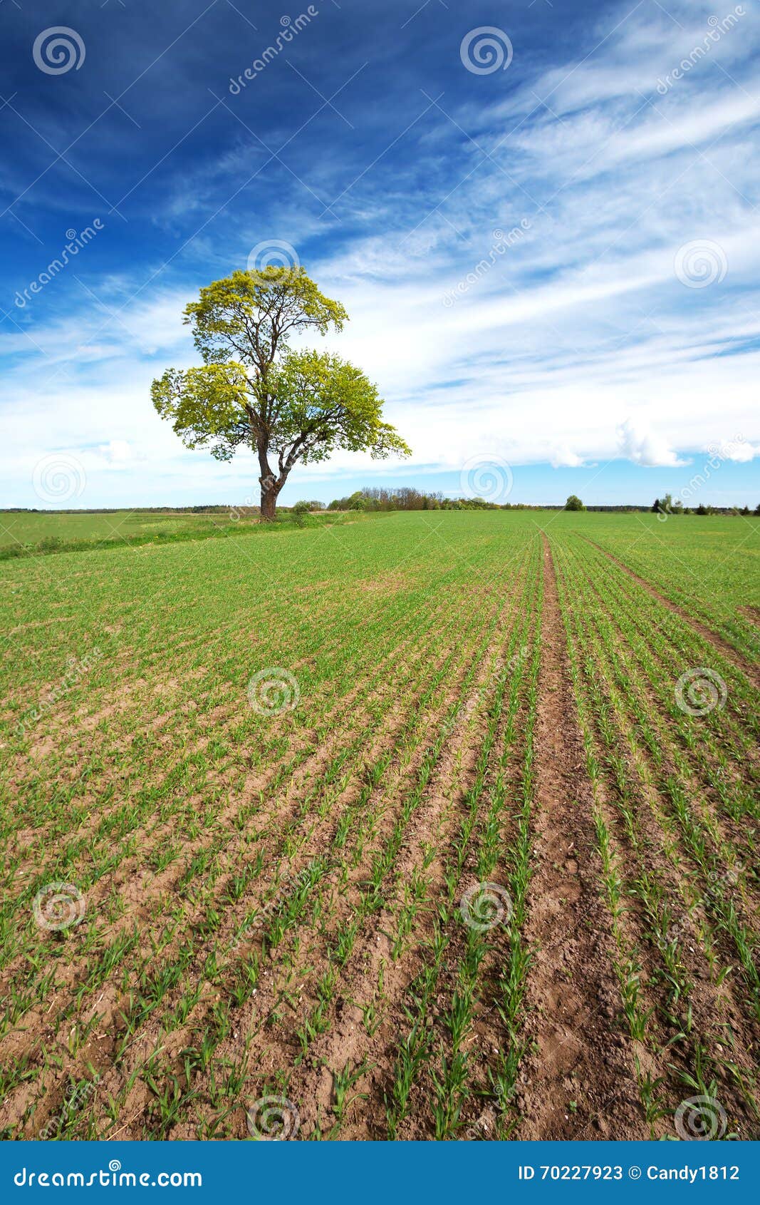 Lonely Tree in Spring on Pature Field Stock Image - Image of estonia ...