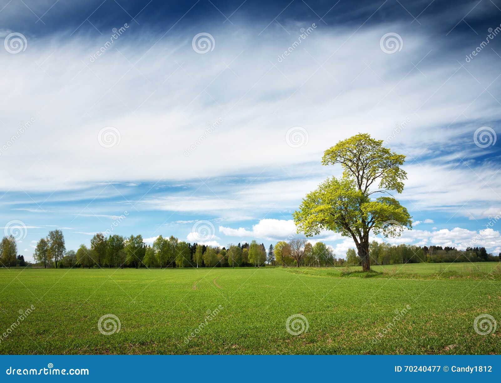 Lonely Tree in Spring on Pature Field Stock Image - Image of meadow ...