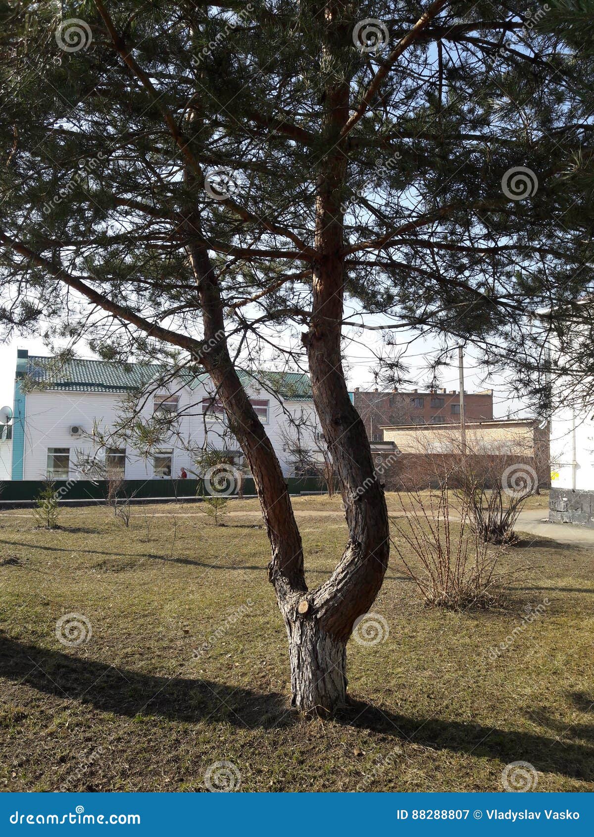 Lonely tree editorial photography. Image of tree, ukraine - 88288807