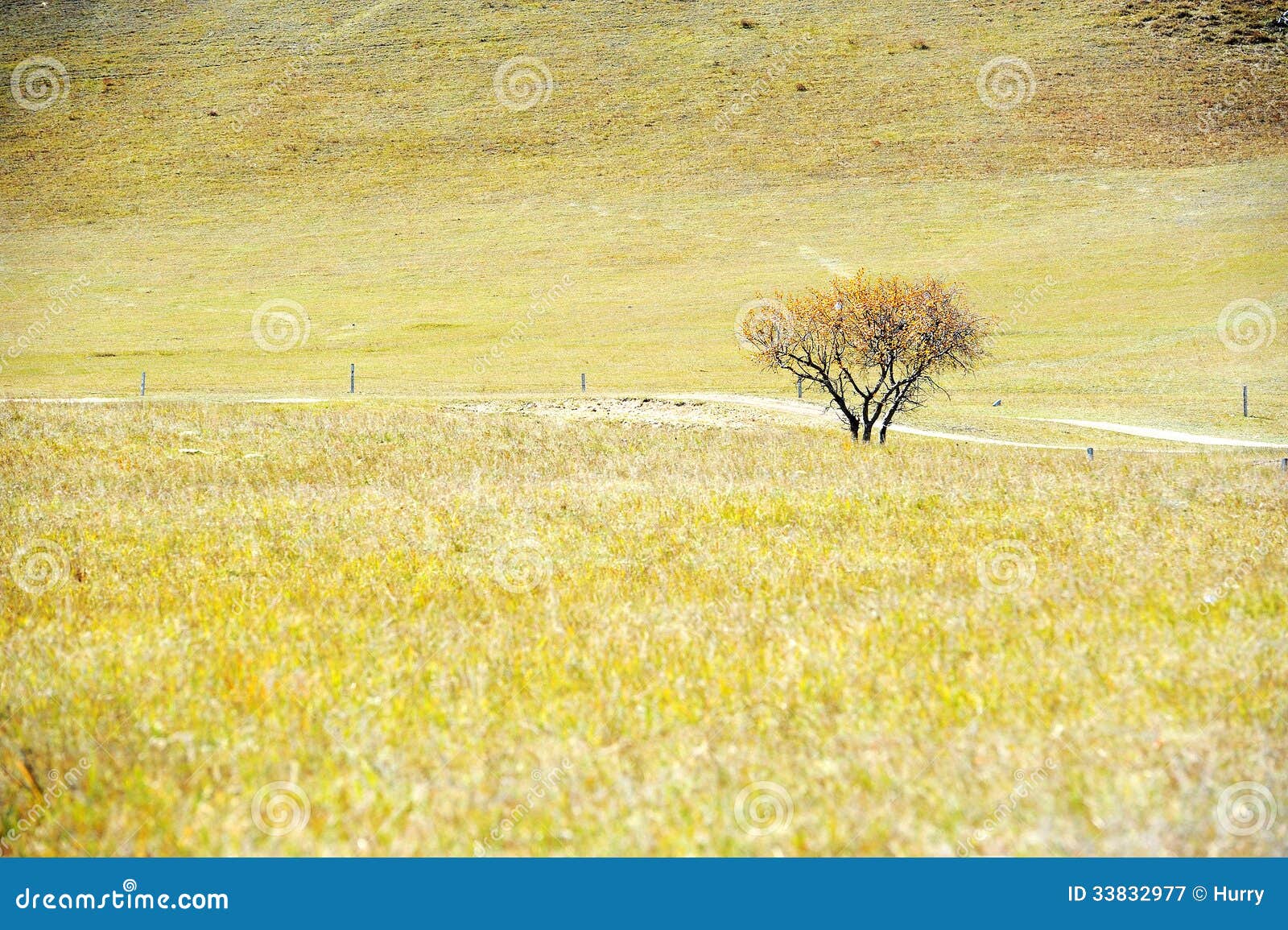 Lonely Tree Standing in Autumn Field Stock Image - Image of landscape ...