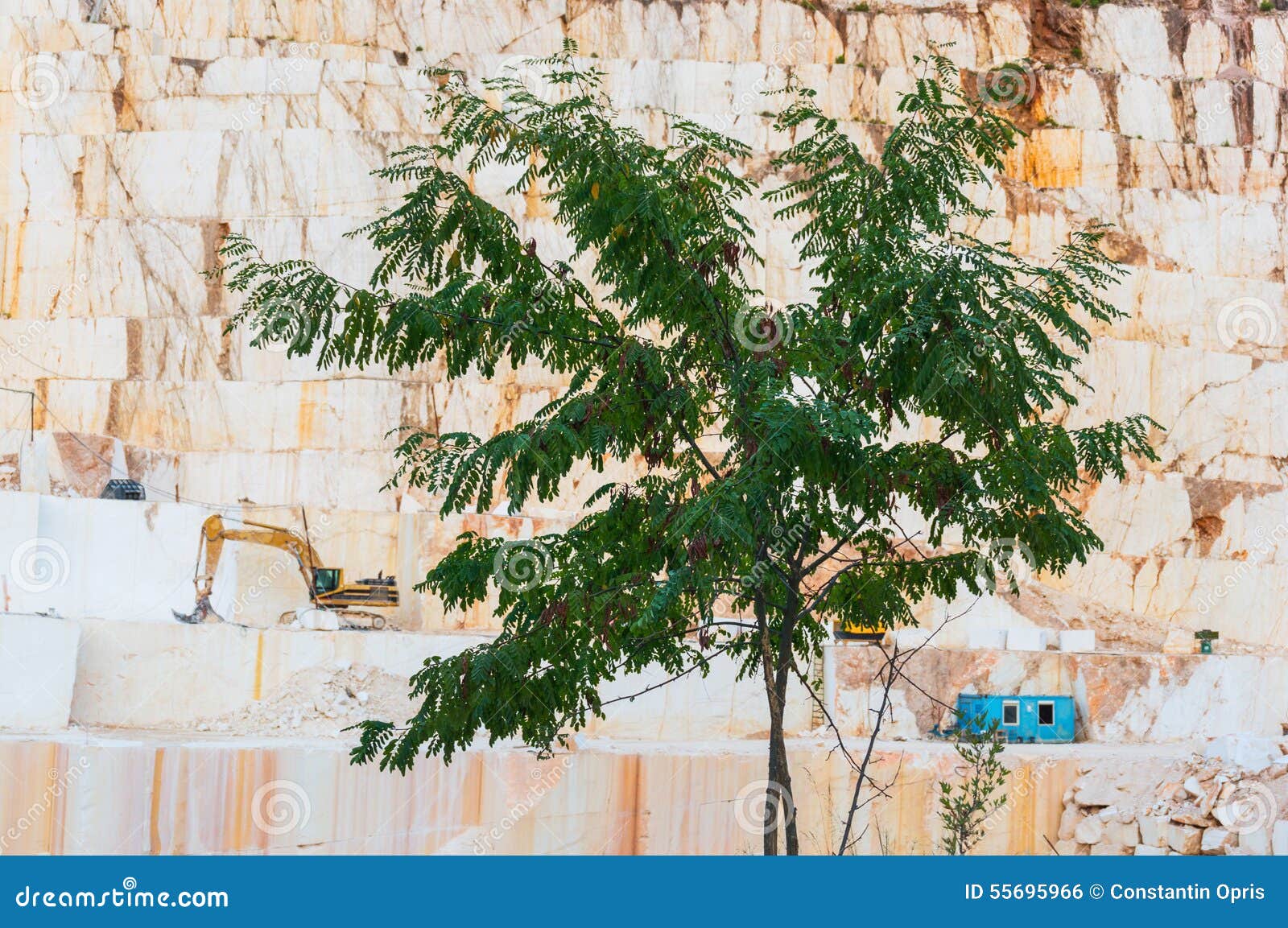 One Tree Standing On Top Of Mountain Of Saputara Range At Chikhaldara ...