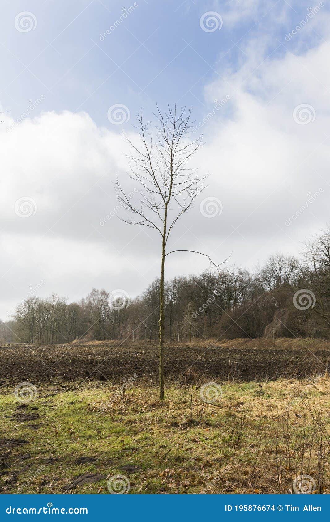 Lonely Tree Standing in Open Field Stock Photo - Image of landscape ...