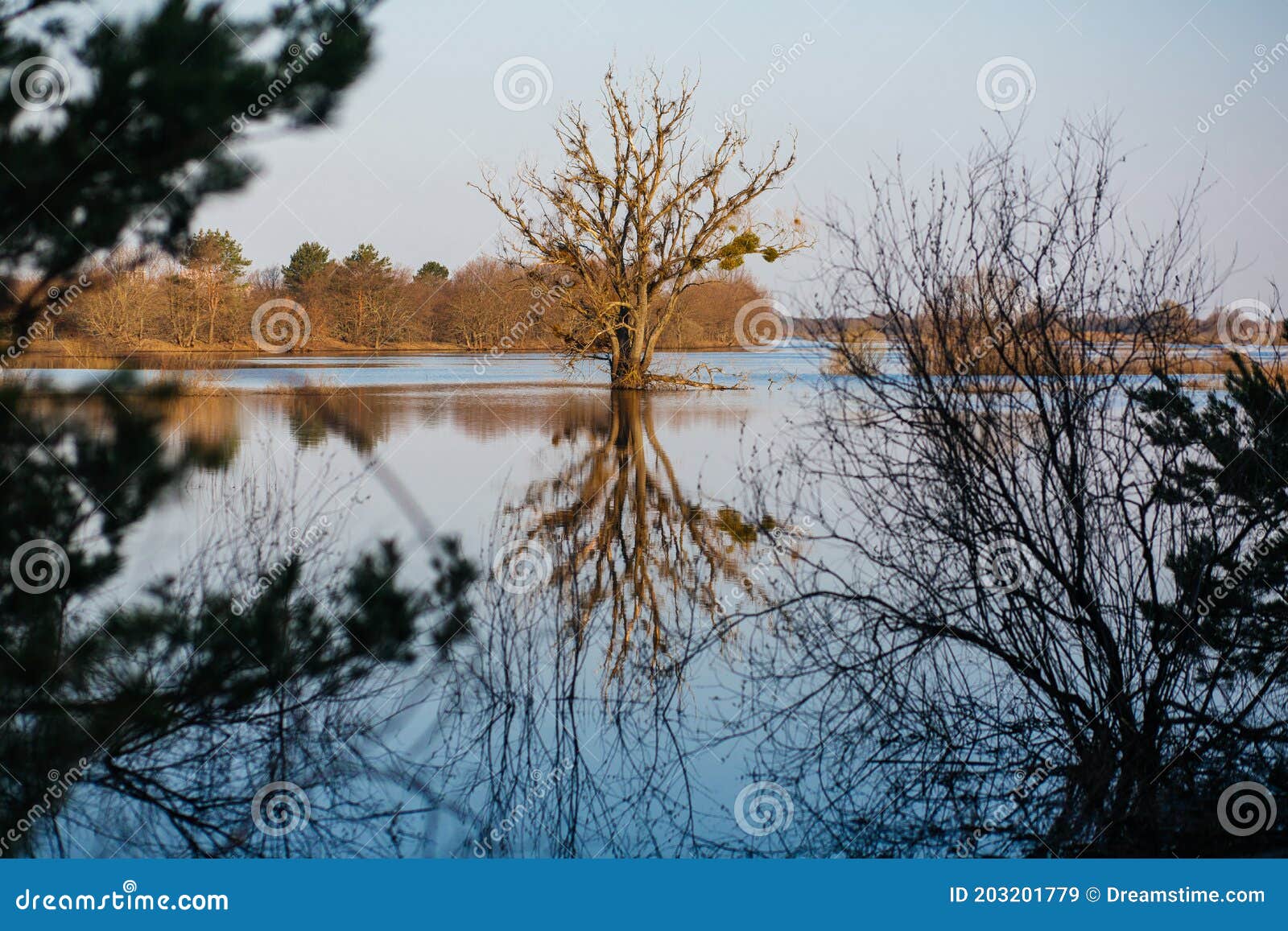Lonely Tree Standing in the Water Reflection Stock Image - Image of ...